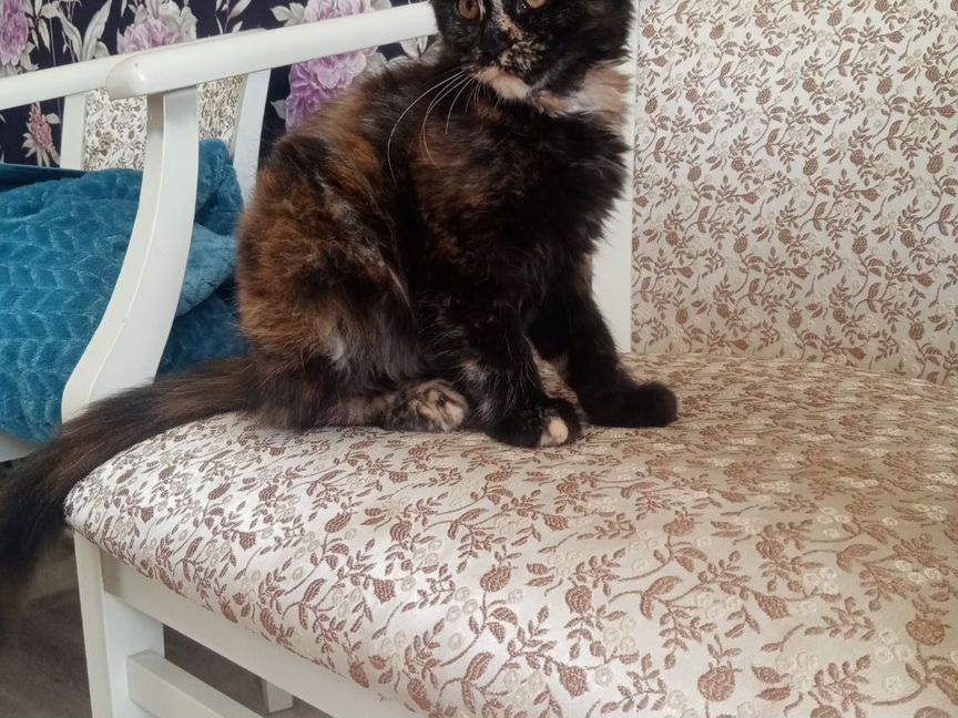 Кошка майнкун