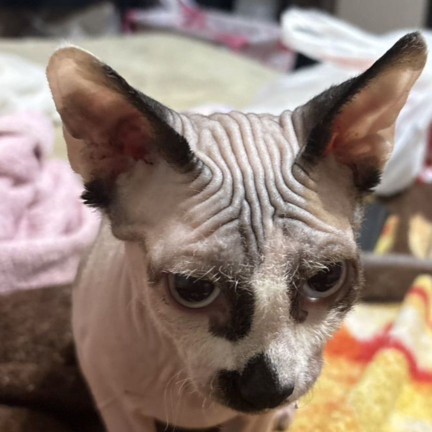 Канадский сфинкс котёнок