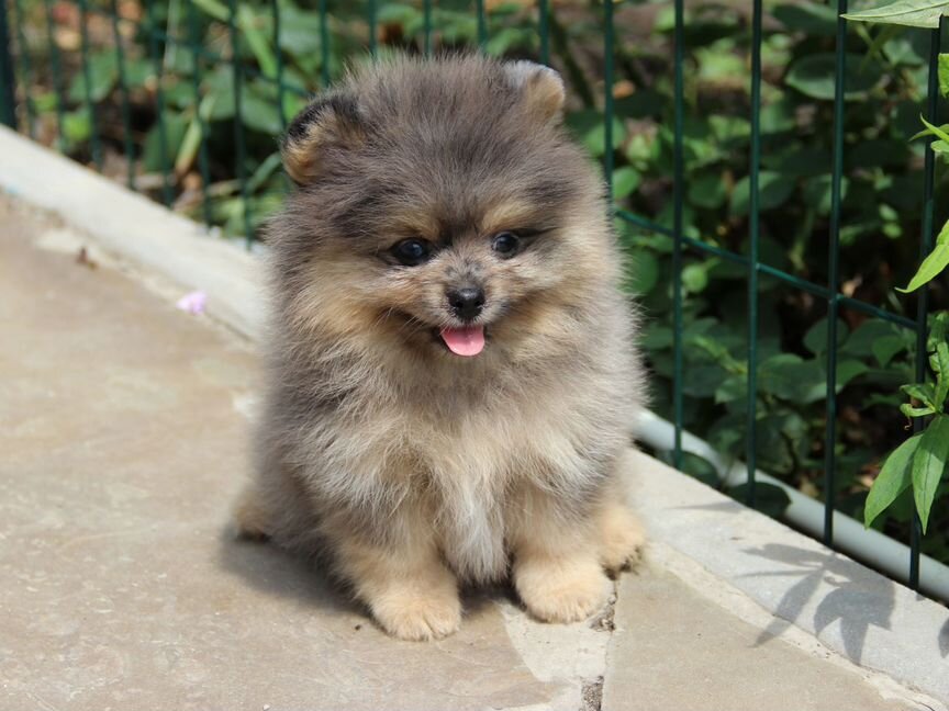 Цветные малыши