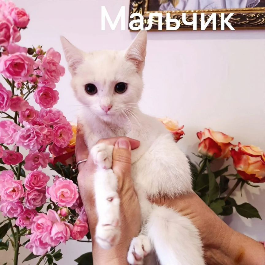Котята ищут дом