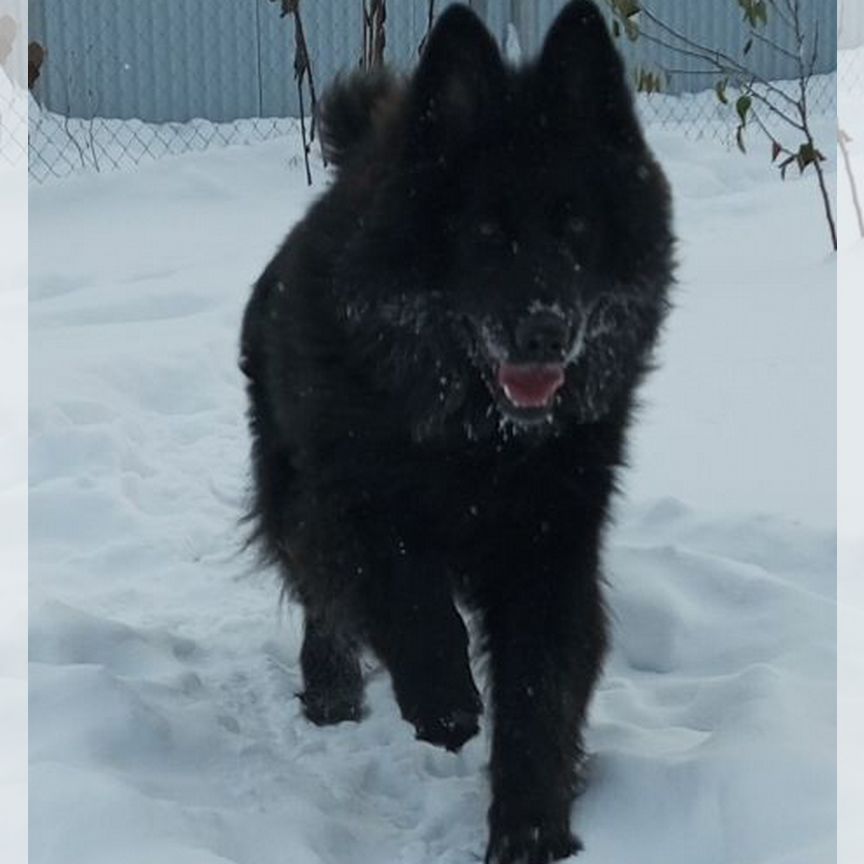 Кобель 3года