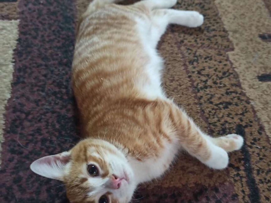 Котëнок в добрые руки
