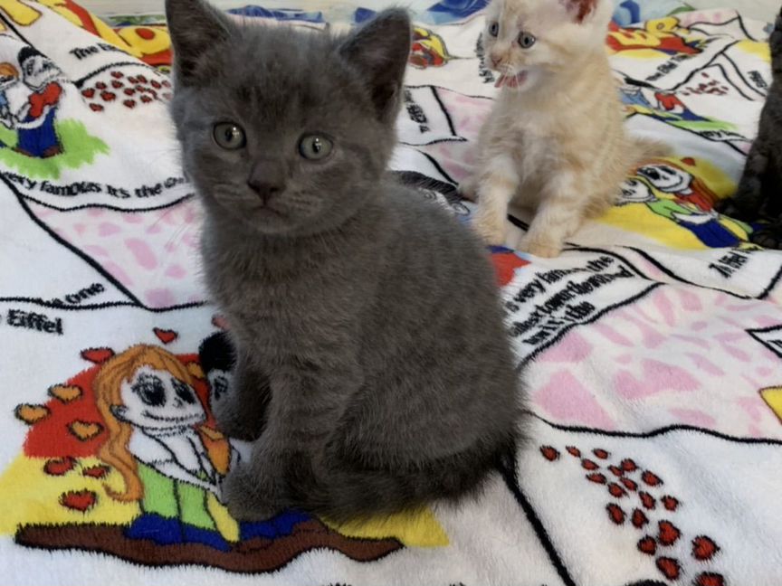 Шотландские прямоухие котята