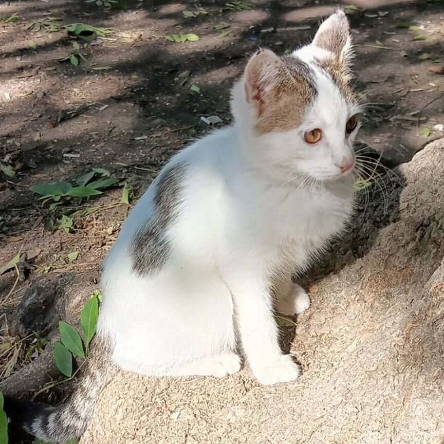 Котята в добрые руки бесплатно мальчик
