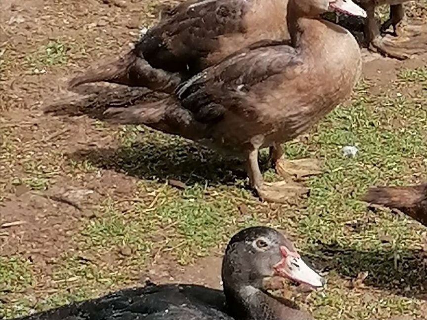 Индоутки (шептуны)