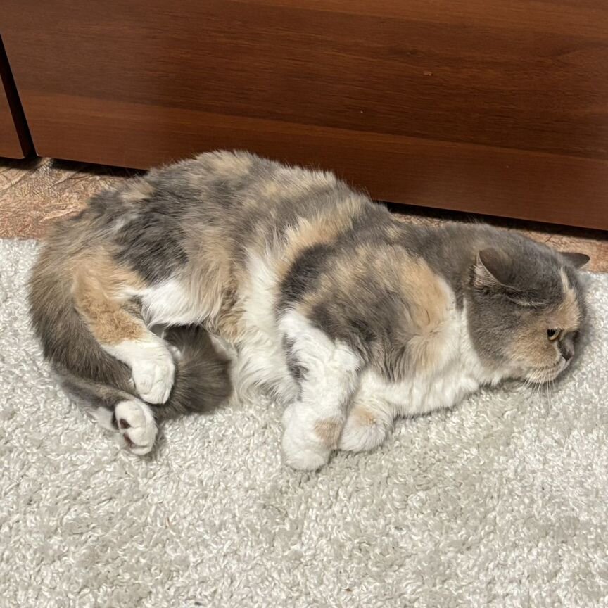 Шотландская прямоухая кошка