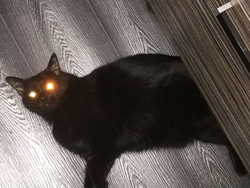 Фанту В хорошие руки