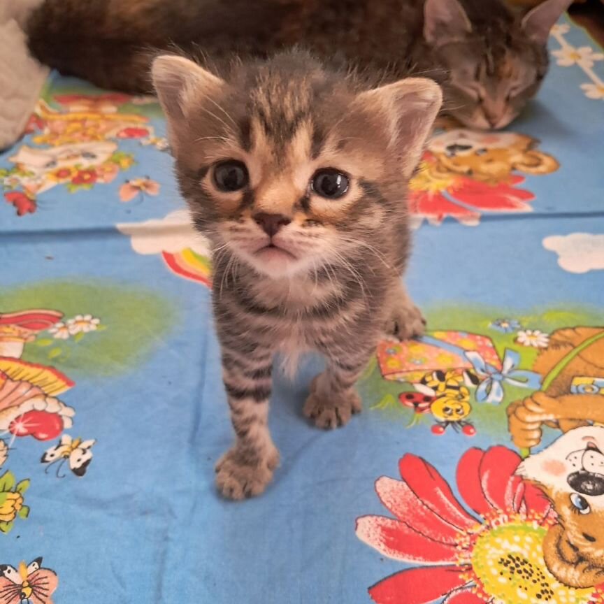 Милая кошечка 1 месяц