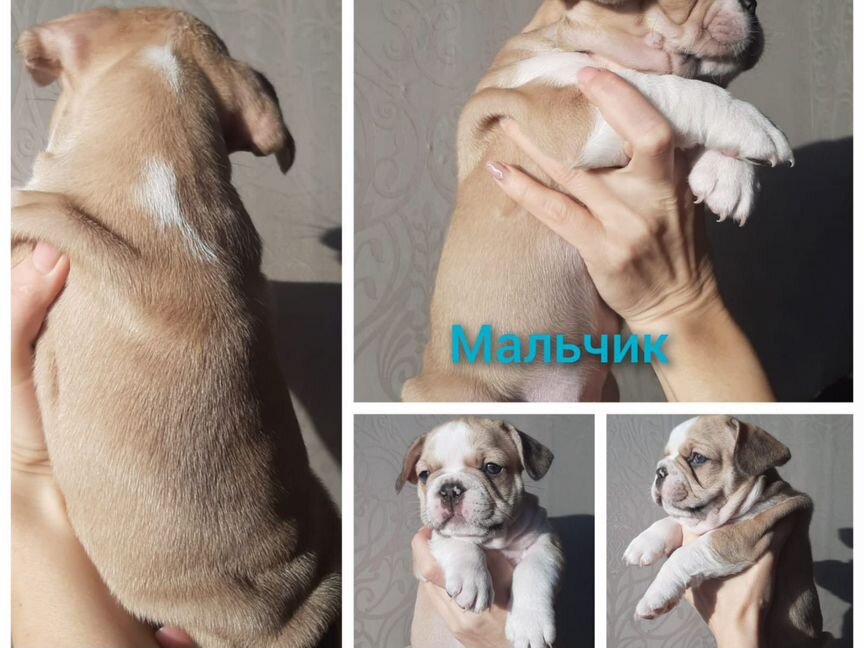 Щеное Французский бульдог, голубогенный