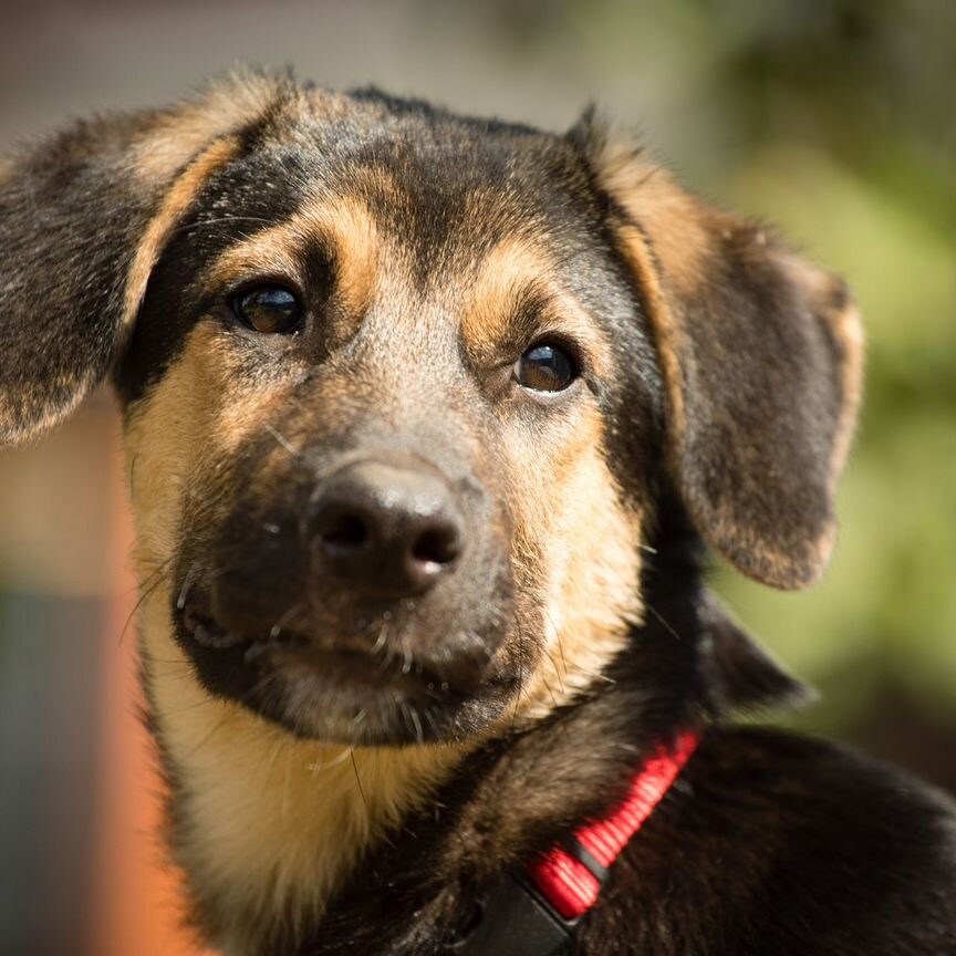 Отдам щенка в добрые руки