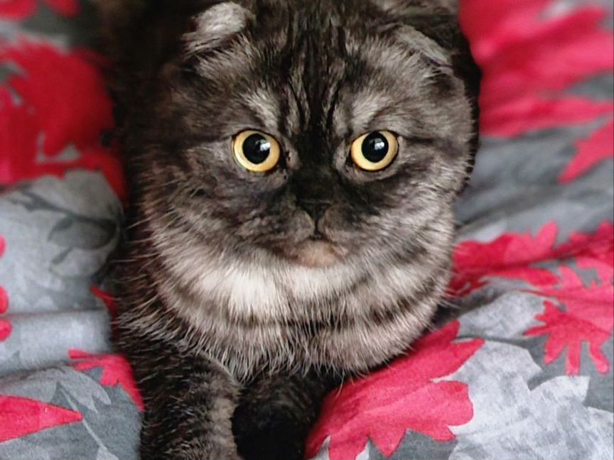 Шотландская вислоухая кошка