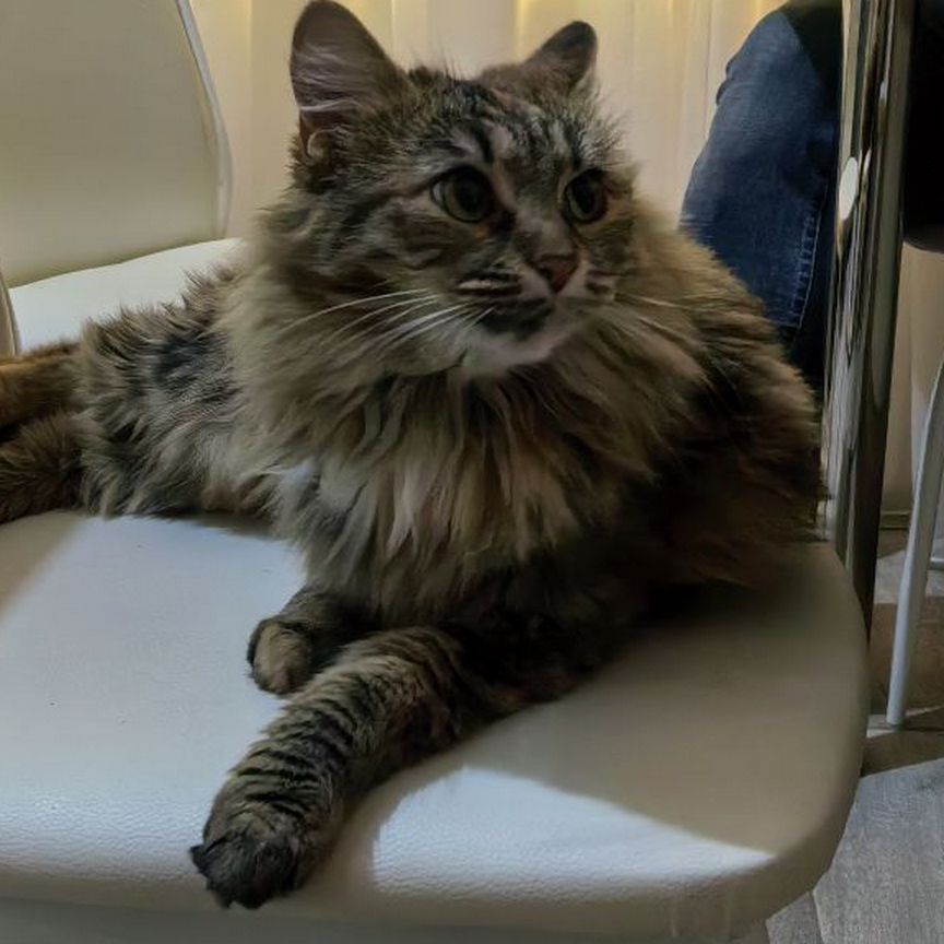 Взрослая, Девочка кошка в добрые руки