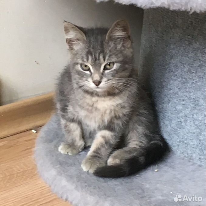 Мраморный котенок (мальчуган)