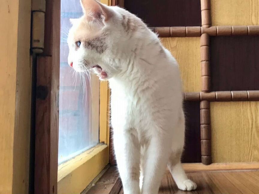 Солнечный котик