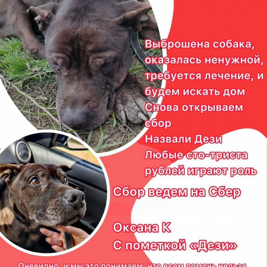 Собака в добрые руки