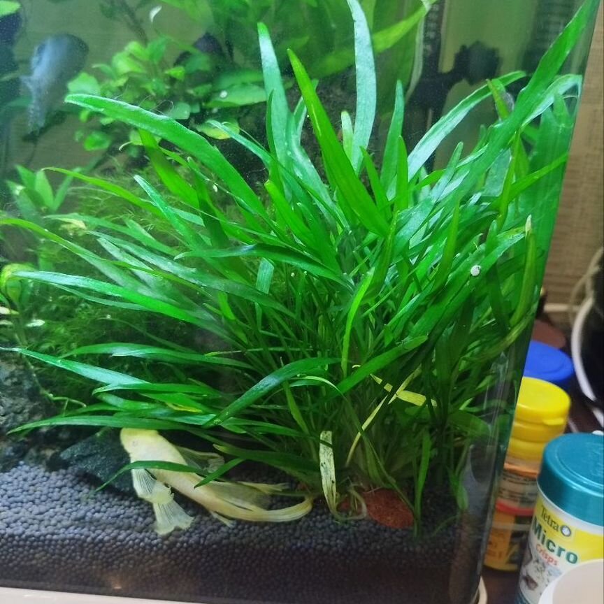 Криптокарина