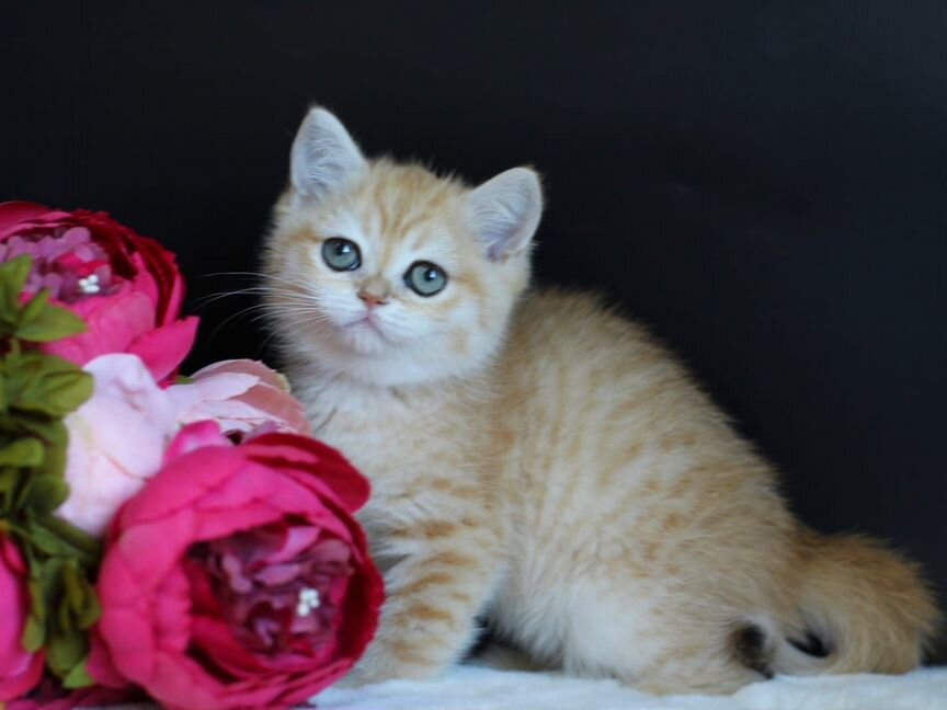 Золотая шиншилла котик