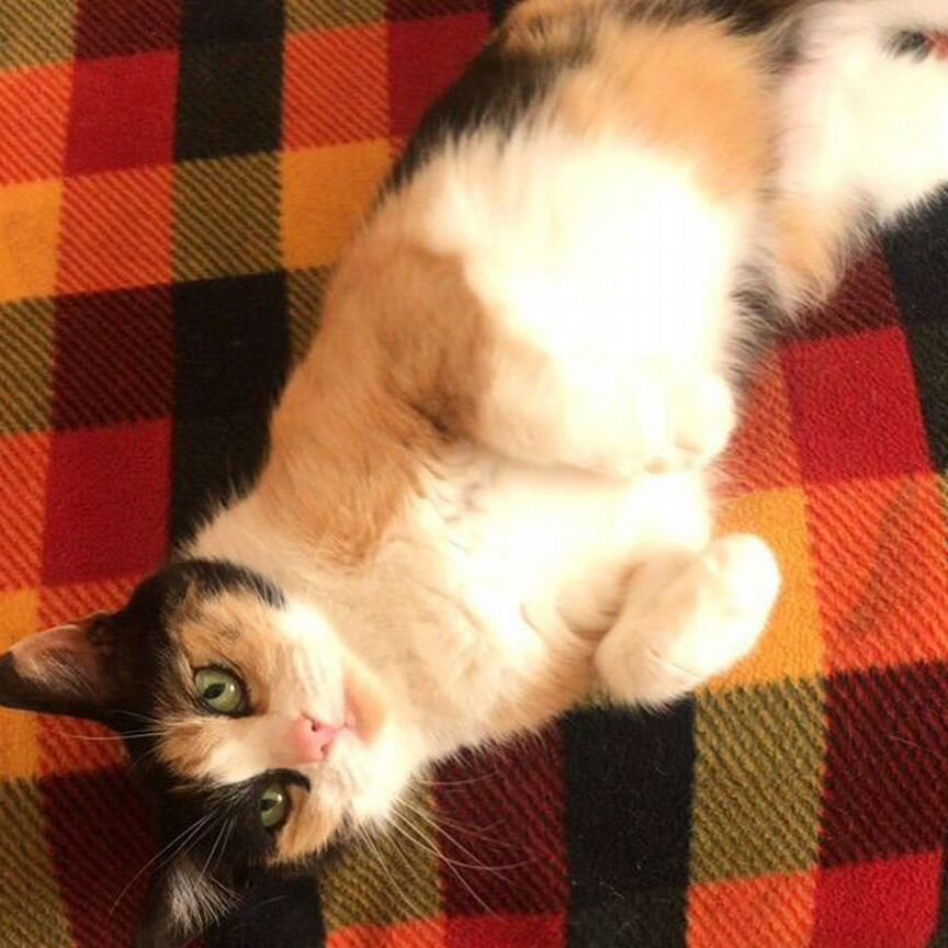 Трехцветная кошечка