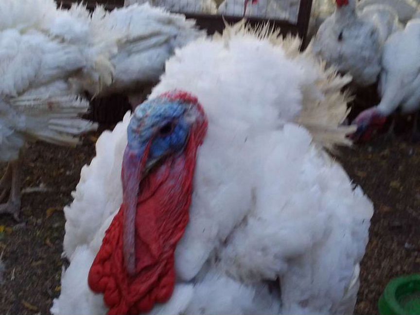 Продам Индейку