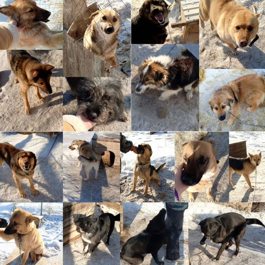 Помогите спасти необходим временный дом