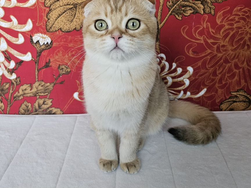 Шотландская килт фолд