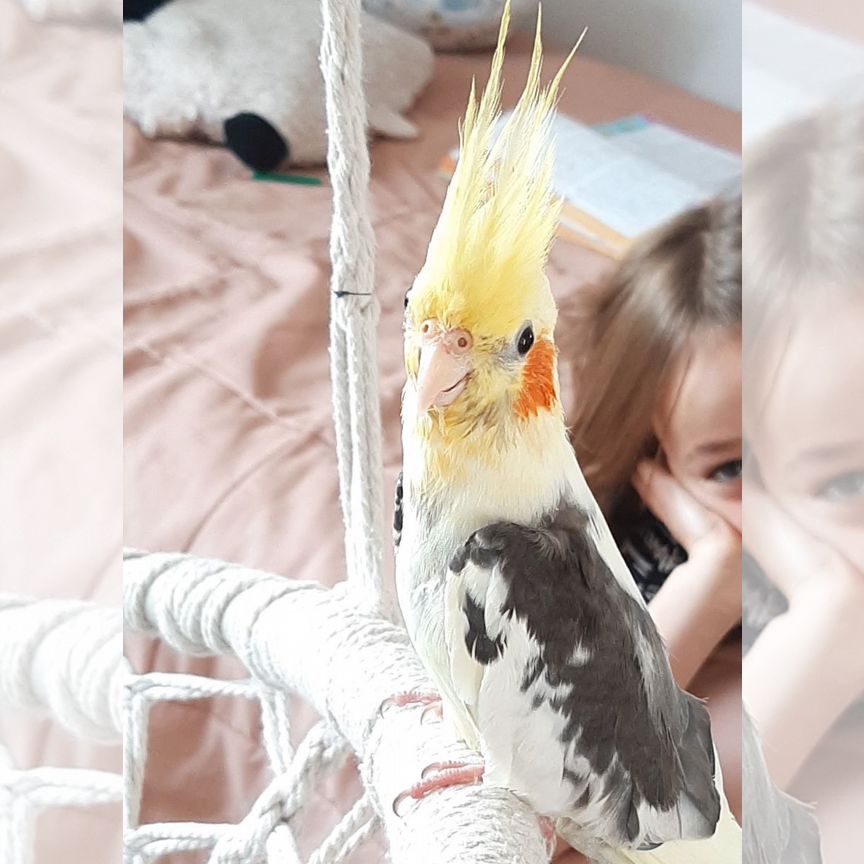 Попугай корелла мальчик