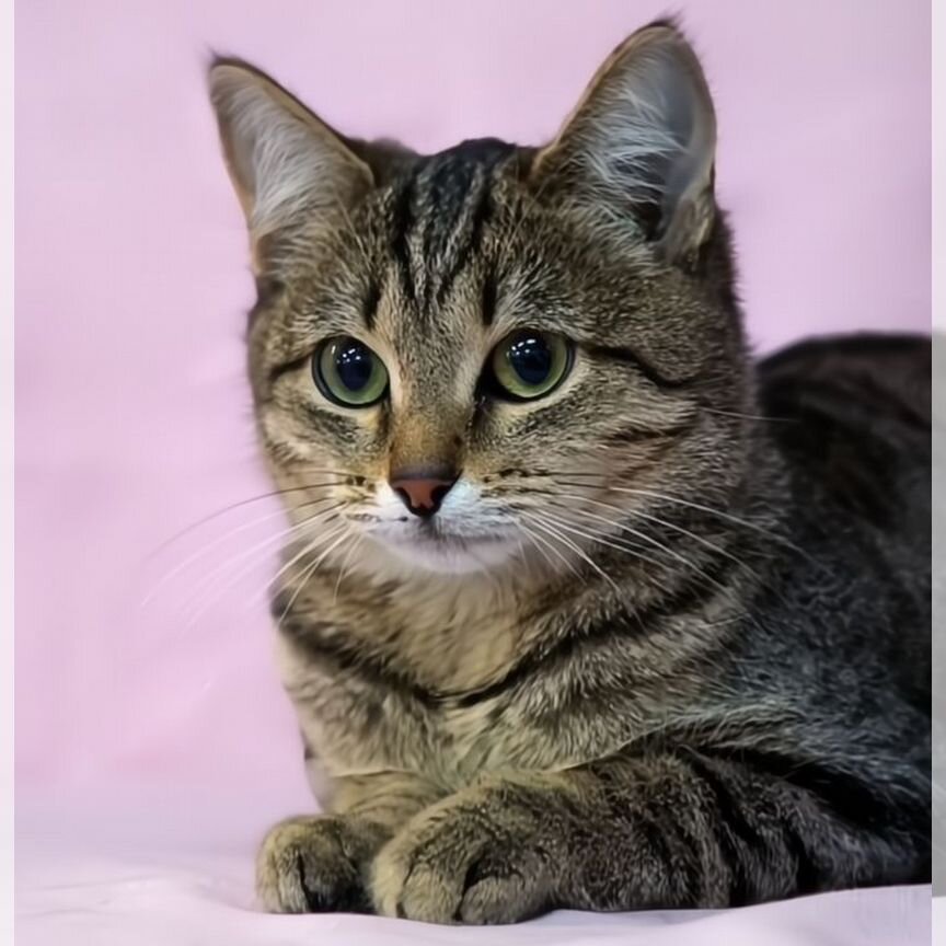 Европейский короткошёрстный котёнок