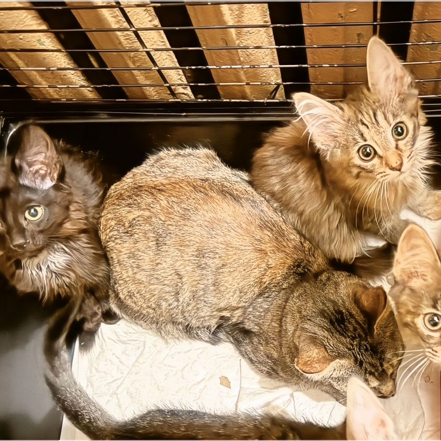 Котёнок в добрые руки