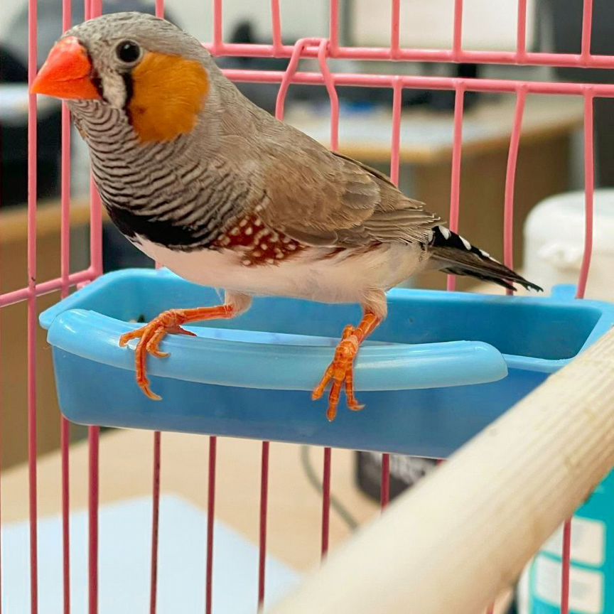 Амадины