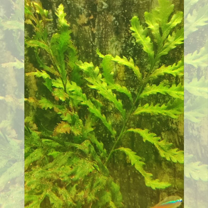 Аквариумное растение папоротник