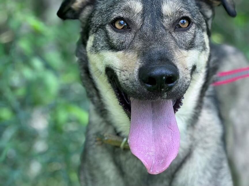 Собака из приюта