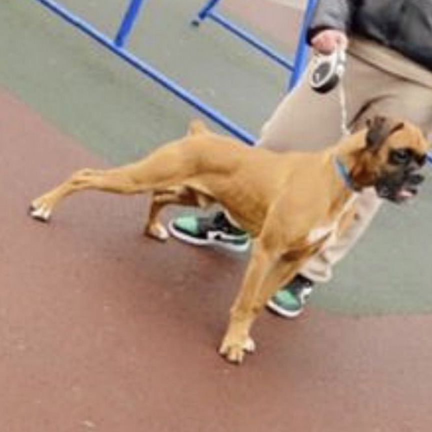 Боксер на вязку