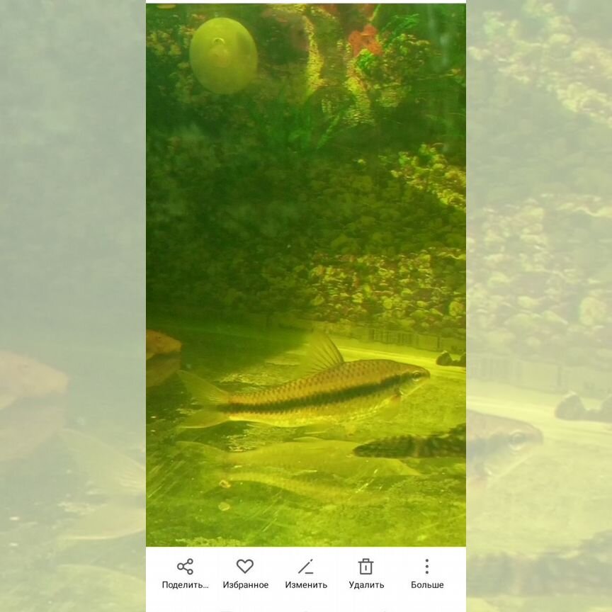 Водорослиеды. 2хвоста