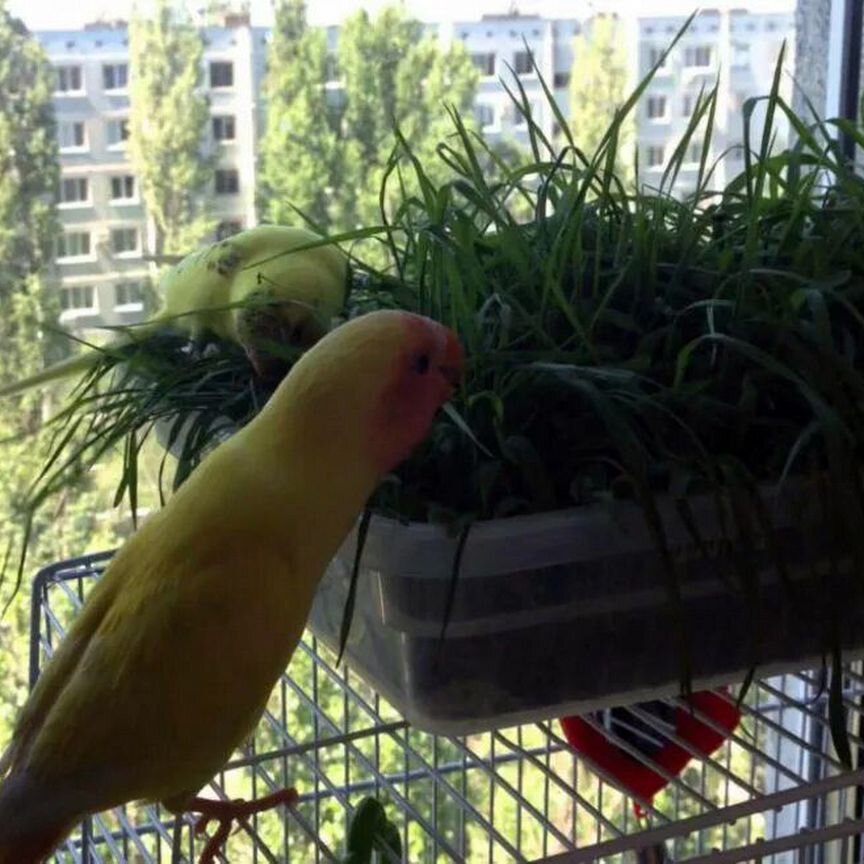 Микрозелень для вашего любимого питомца