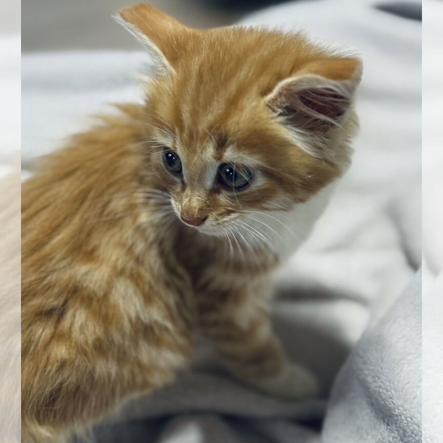Рыжий котенок