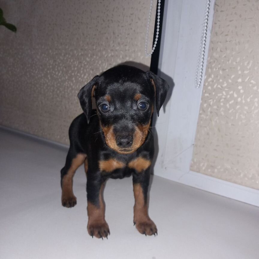 Щенки цвергпинчера