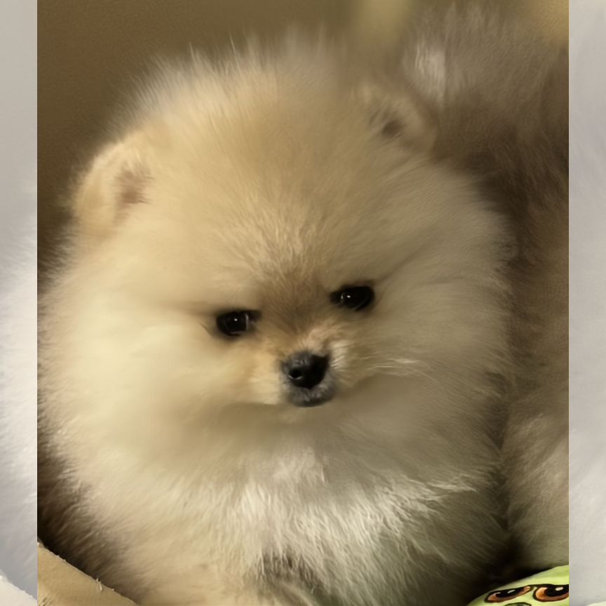 Померанский шпиц, щенок