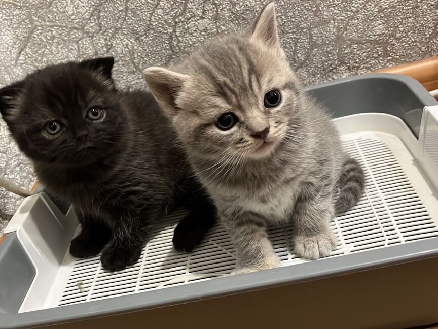 Британцы и шотландцы