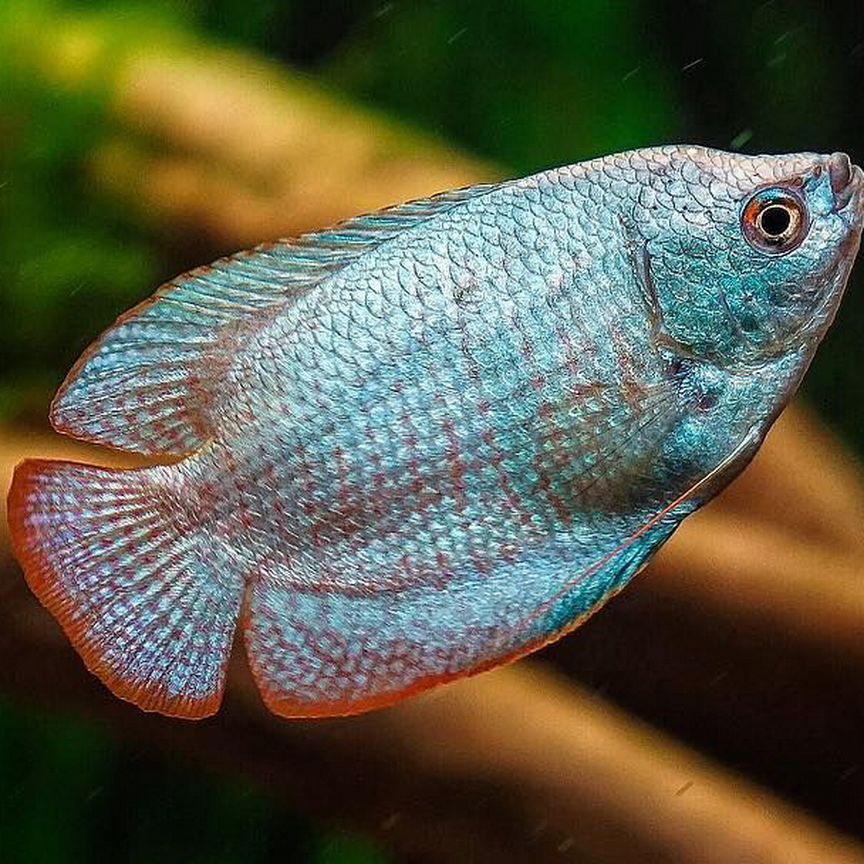 Лялиус кобальтовый