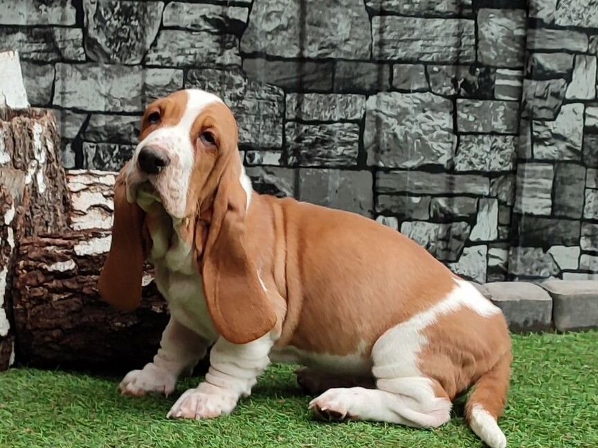 Бассет хаунд Девочка блондинка