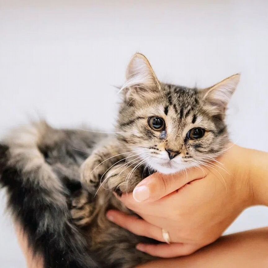 Ласковый котенок из приюта бесплатно в добрые руки