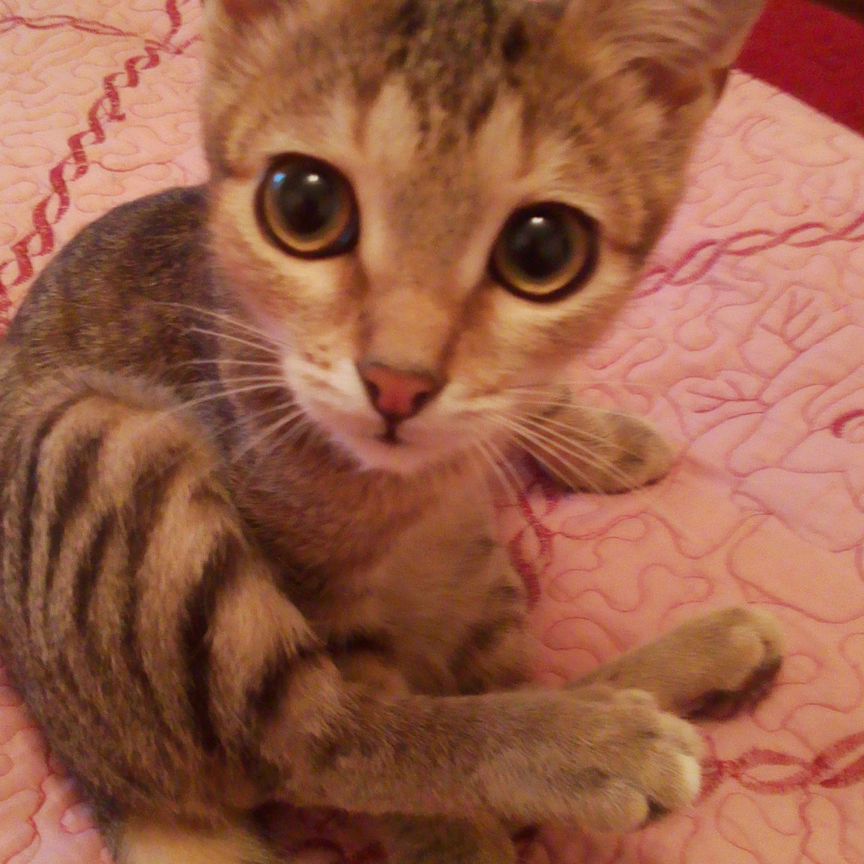 Котёнок в добрые руки