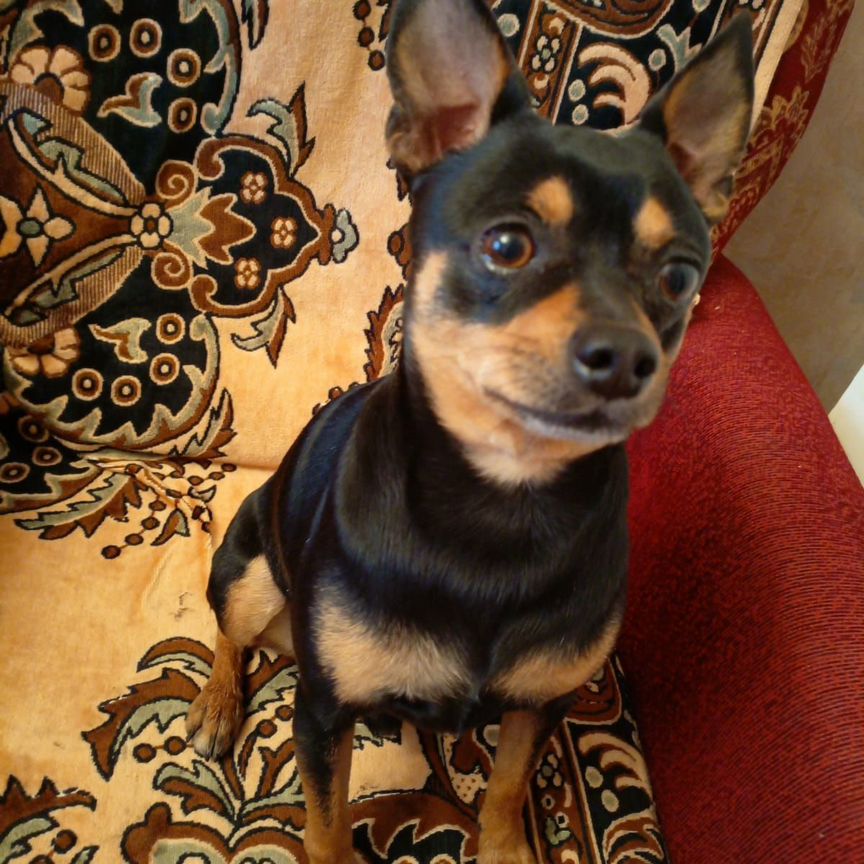 Потеряшка собака (кобель)