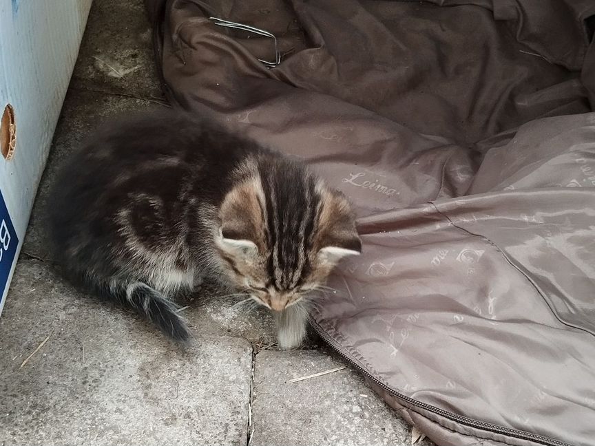Британские котята бесплатно
