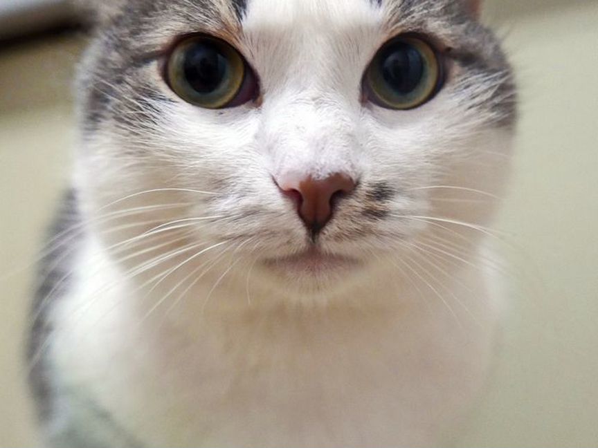 Супер ласковый кот 5 лет
