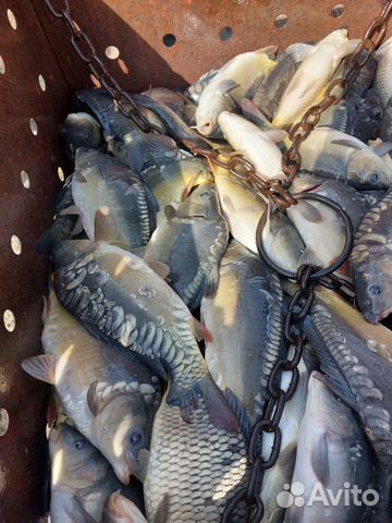 Рыбопосадочный материал - карп годовик