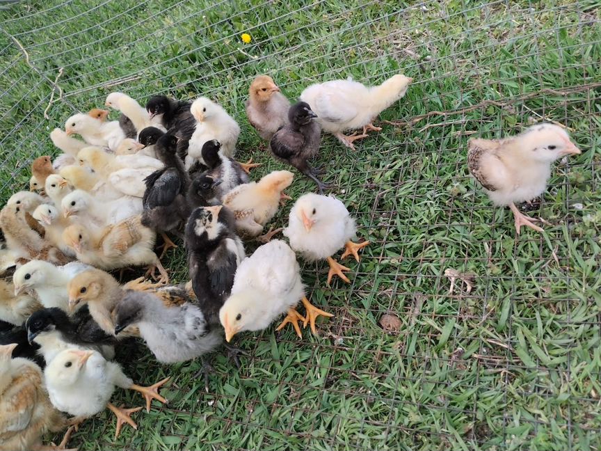 Цыплята несушки