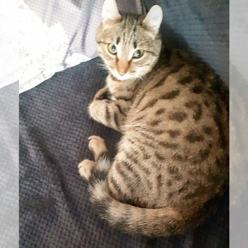 Отдам в добрые руки двух кошечек