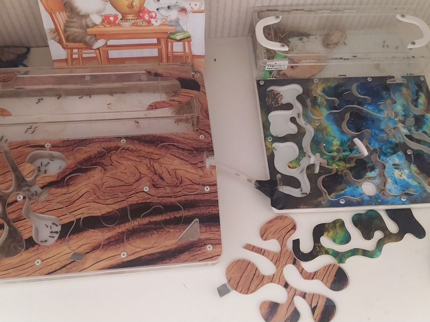 Муравьиная ферма с муравьями большая