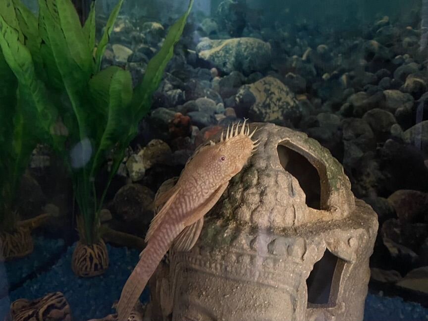 Сом альбинос